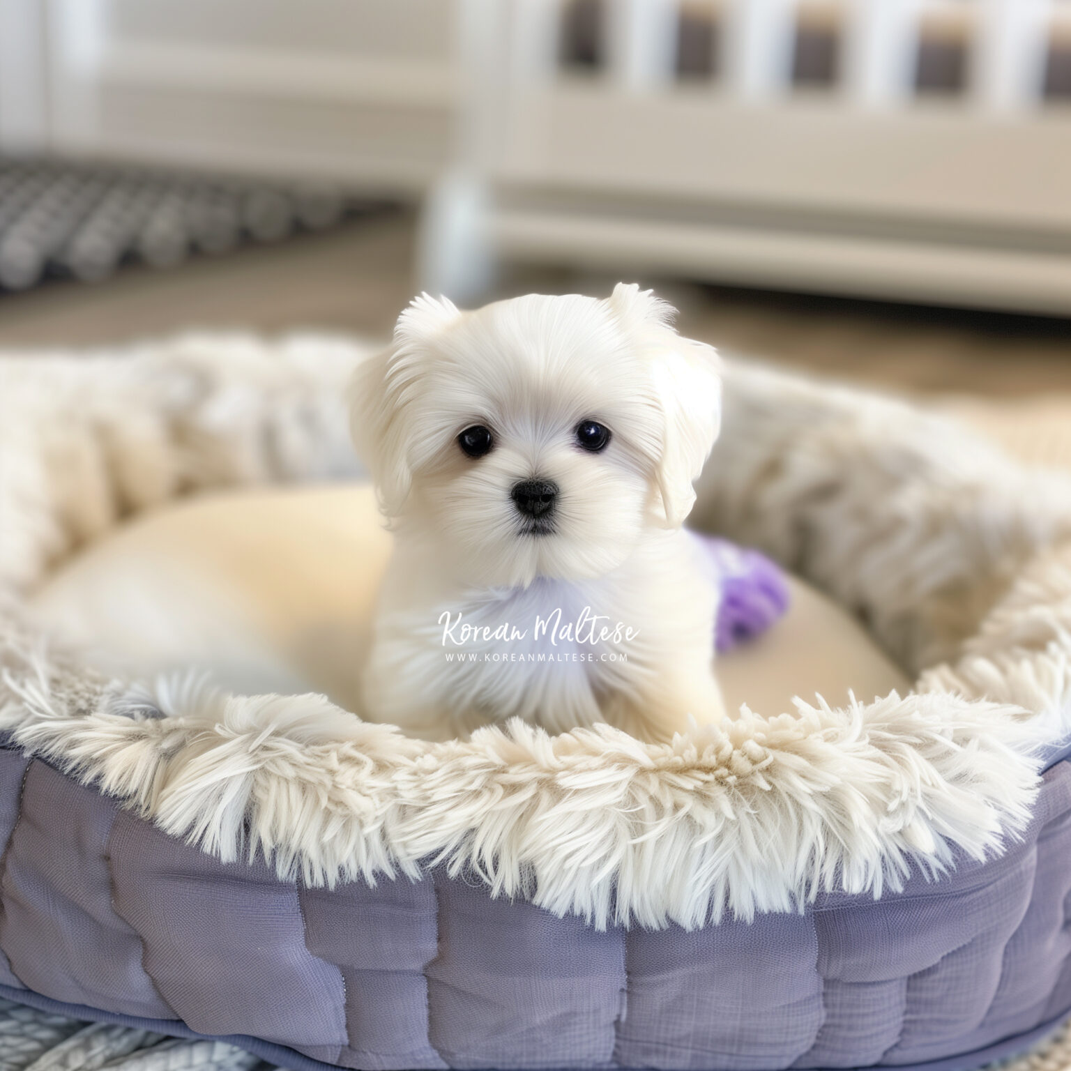 Available puppies – Korean Maltese