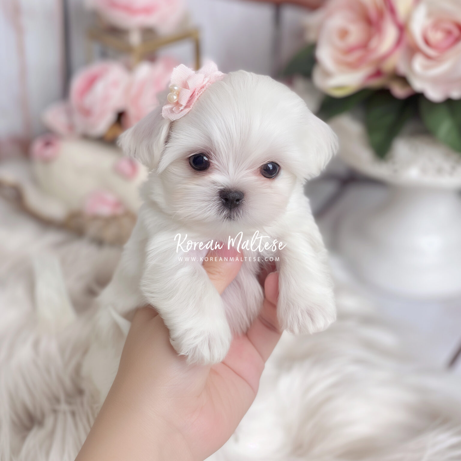 waitlist – Korean Maltese
